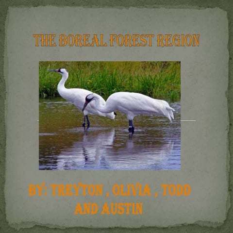 Boreal Forest Region Presentation | PPTX