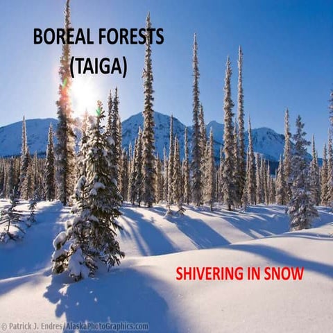 Boreal forests (taiga) | PPT