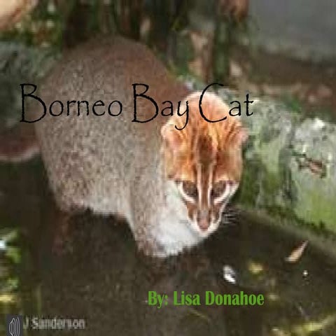 Borneo Bay Cat | ODP