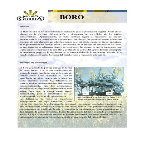 Boro[1] | PDF