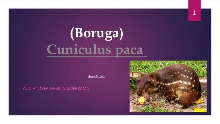 Boruga