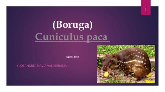 PROYECTO DE GALLINAS PONEDORAS PARA LA PRODUCCIÓN Y COMERCIALIZACIÓN DE ...