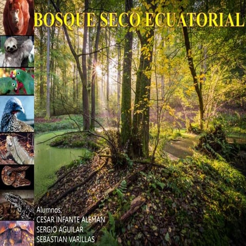 -BOSQUE-SECO-ECUATORIAL-I-.pptLLLLLLLLLx | PPTX