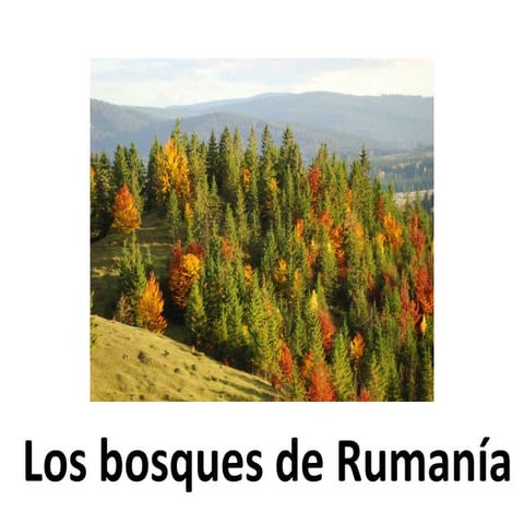 Bosques | PPT