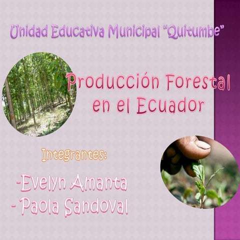 Producción Forestal en el Ecuador | PPTX