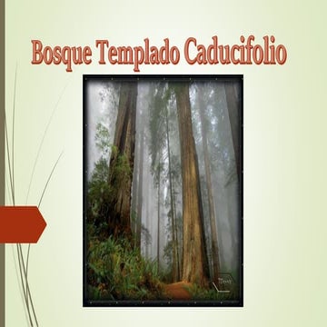 Nombres De árboles De Bosques Caducifolios