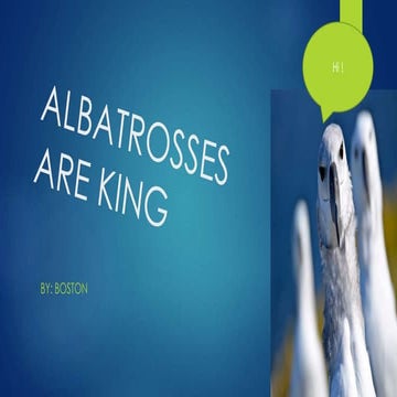 Albatross | PPTX