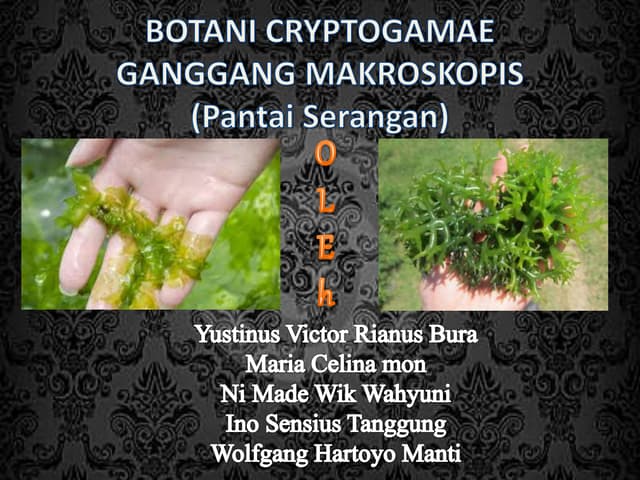 tanaman melon | PPTX