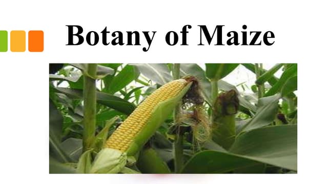 Hybrid Seed Production Technology of Maize | PPSX