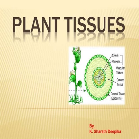 Botany ppt on tissues | PPTX