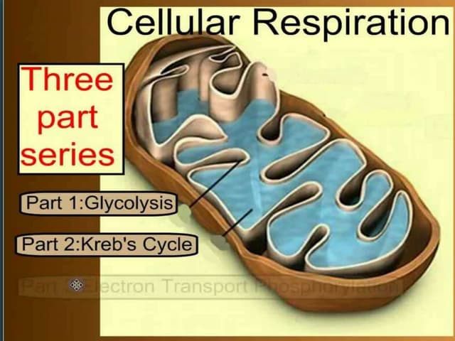 Grade 11 cellular respiration | PPTX