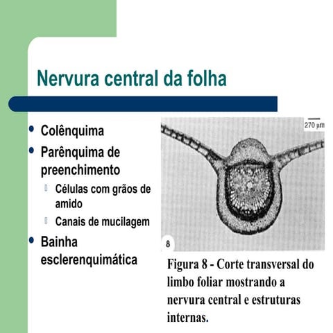 Nervura central da folha | PPT
