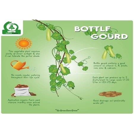 Bottle gourd-01.pdf