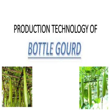 bottle gourd.pptx