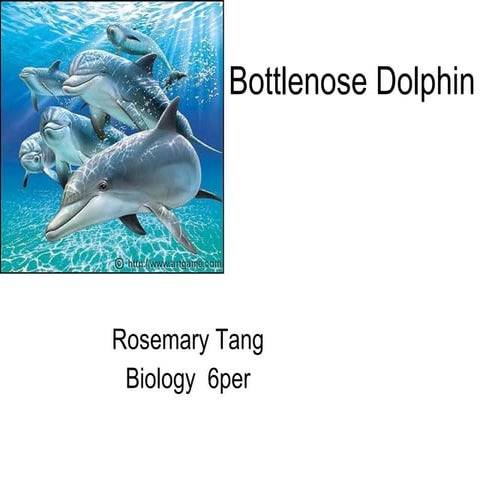 Bottlenose dolphin | PPT