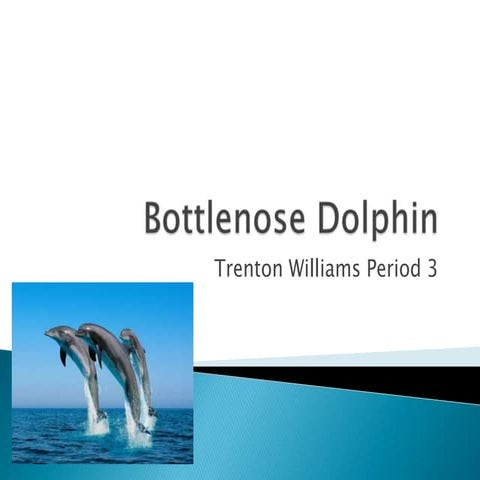 Bottlenose dolphin powerpoint | PPT