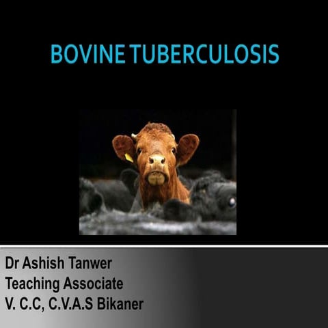 Bovine tuberculosis | PPTX