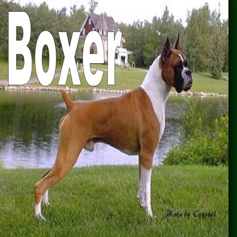 El boxer | PPTX