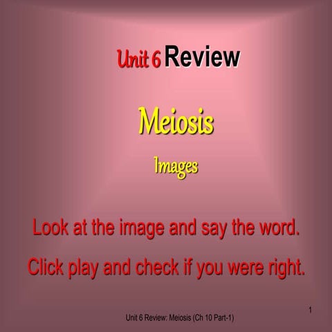 Meiosis Review | PPT