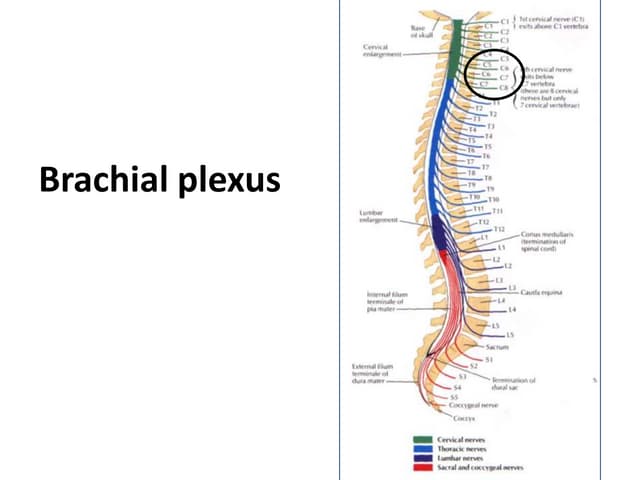 Brachial Plexus Anatomy | PPTX