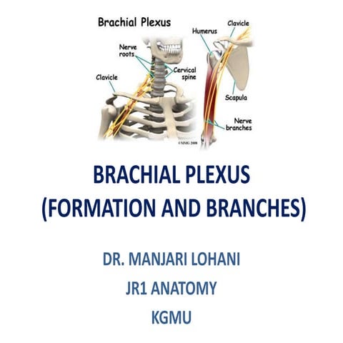Brachial Plexus Anatomy | PPTX