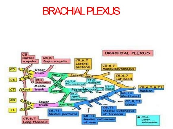 Brachial Plexus Anatomy | PPTX