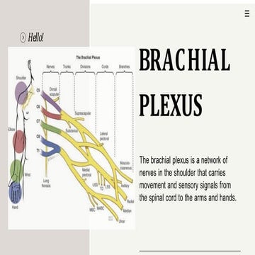 Brachial Plexus Anatomy | PPTX