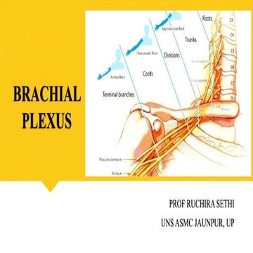 brachial plexus.pptx