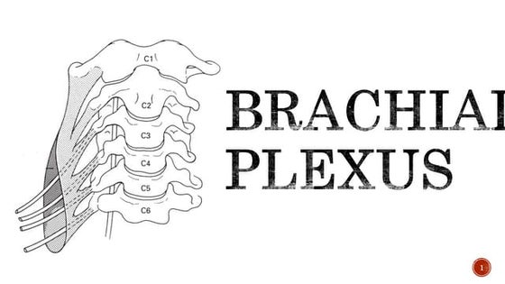 THE BRACHIAL PLEXUS.docx