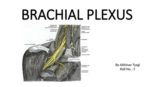 Brachial Plexus Anatomy | PPTX