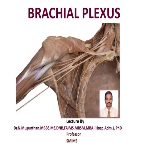 Brachial plexus Dr.N.Mugunthan | PDF