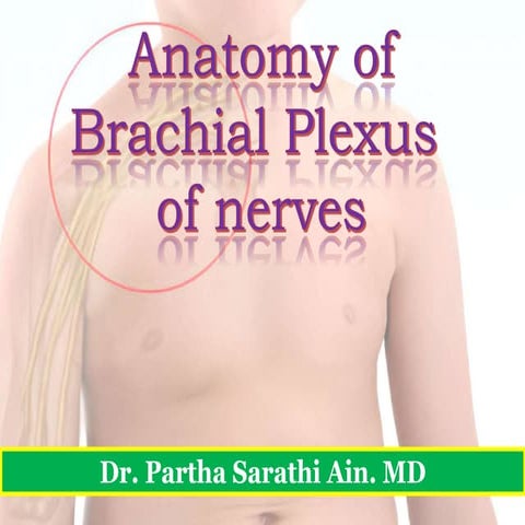 Brachial plexus of nerves.pptx