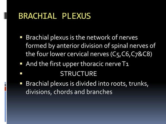 THE BRACHIAL PLEXUS.docx