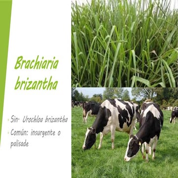 Brachiaria brizantha forraje americanl.pptx