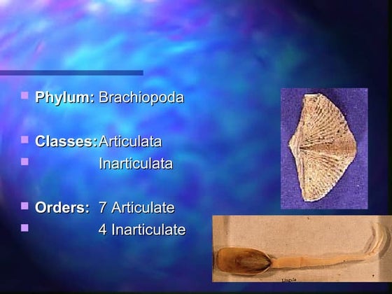 Classification of brachiopoda | PDF | Geology | Science