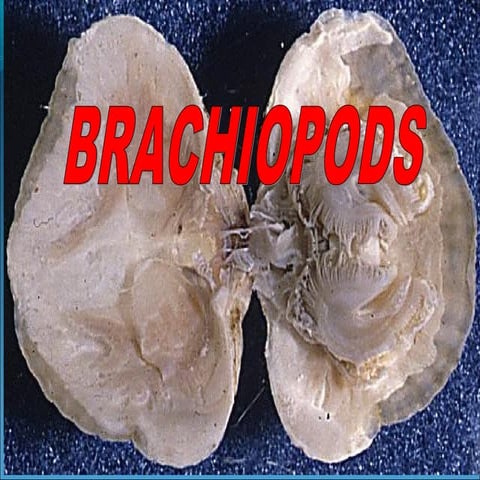 Classification of brachiopoda | PDF