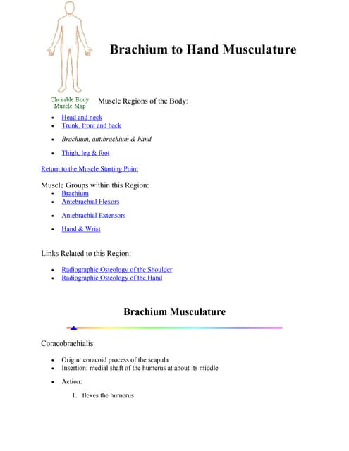 Head and neck musculature | PDF