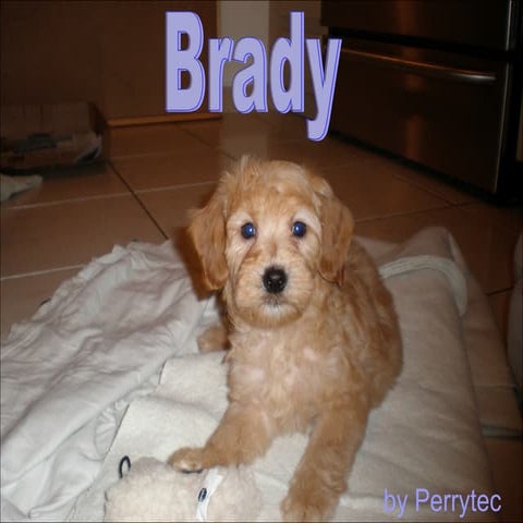 Brady's Journey | PPT