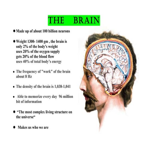 Brain | PPT