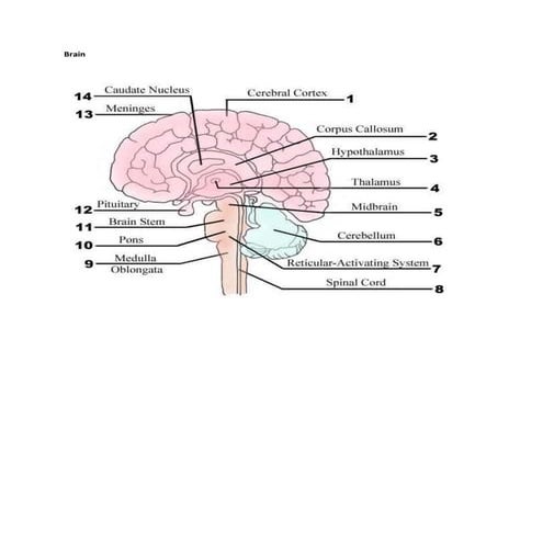 Brain | PDF