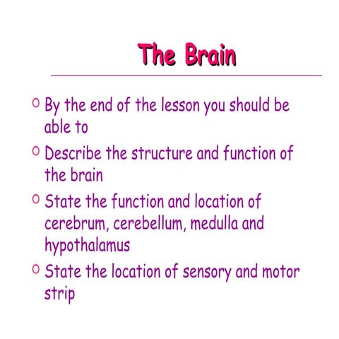 The Brain Powerpoint Presentation | PPT