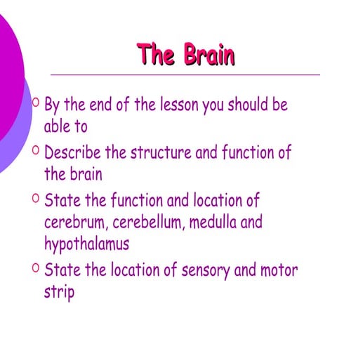 Brain | PPT