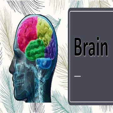 The Brain | PPT
