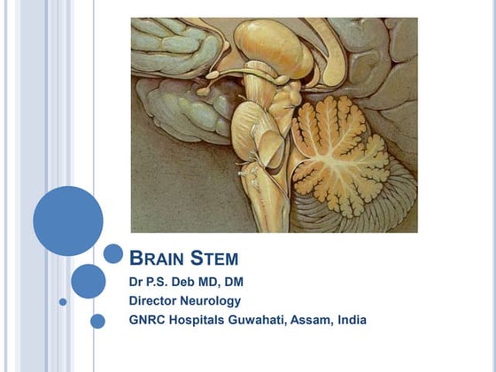 MIDBRAIN basic anatomy and applied aspects. | PPT