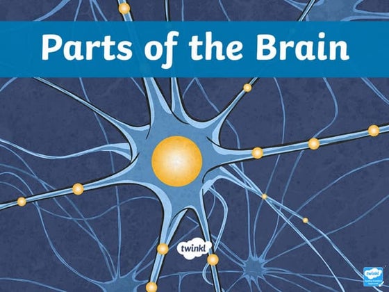 The Brain Explained | PDF