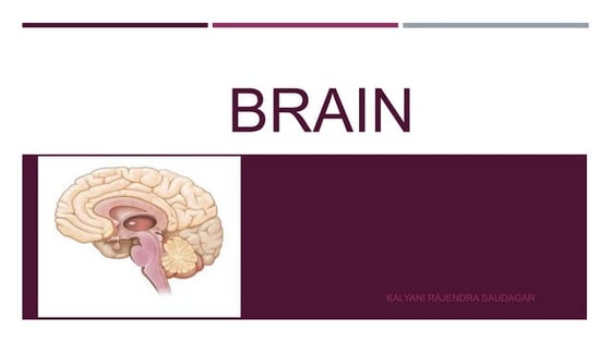 Anatomy and physiology of brain | PPTX