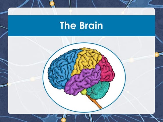 The Brain Explained | PDF