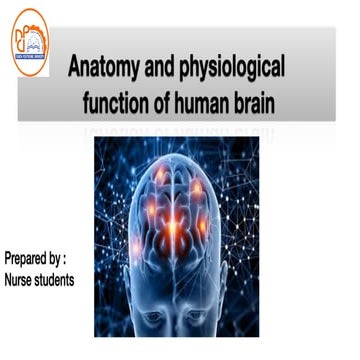 Brain anatomy and physiological function | PDF