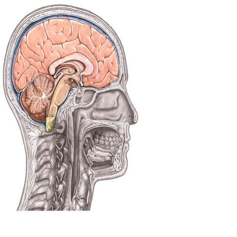 Brain%20ADAM copy.pdf