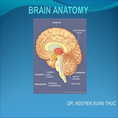 Brain anatomy | PPT